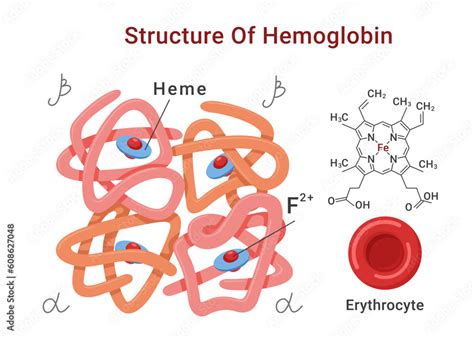 Poster Hemoglobin Molecule Structure Medical Education Scheme With Names Poster Isometr Wall