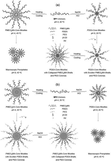 Fabrication Of Ph‐ And Thermoresponsive Three‐layered Micelles Via Hostguest Interactions