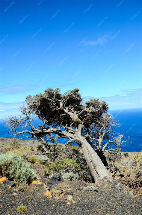 Premium Photo Gnarled Juniper Tree Shaped By The Wind At El Sabinar