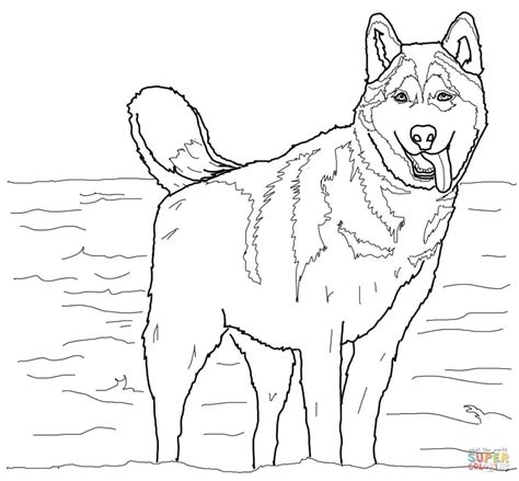 Alaskan Malamute Coloring Pages At Free Printable