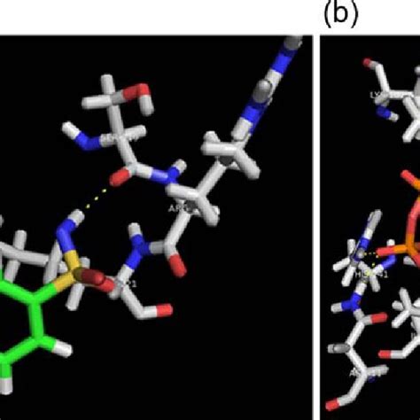 Redocking Of Sulphanilamide Into E Coli Dhps A And Download