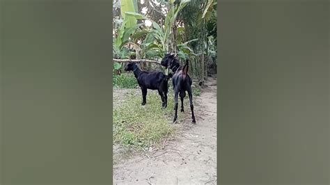 Goat Beautiful Beautiful Goat Farm Episode 548 । बकरी सुंदर सुंदर बकरी