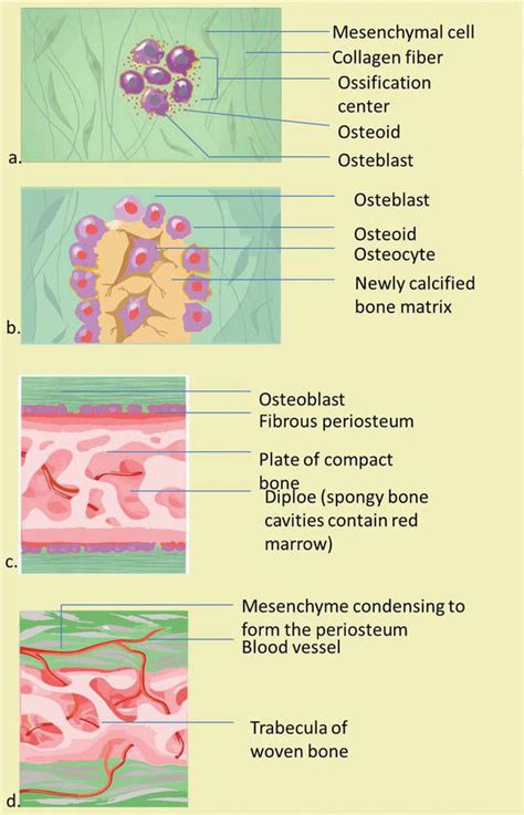 Intramembranous Ossification Steps
