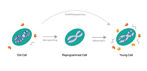 Biosynthetic Clock Insights Ias Simplifying Upsc Ias Exam Preparation