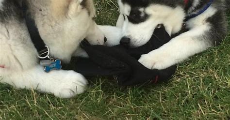Puppies Plz Imgur