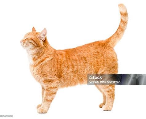 Стокове фото Задоволений І Щасливий Рудий Кіт — Завантажте зображення