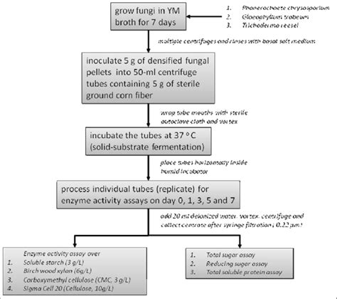 Schematic Of Overall Experiment On Solid Substrate Fermentation Of Corn