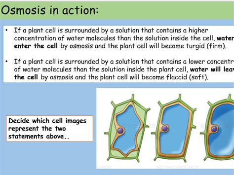 Diffusion Osmosis And Active Transport GCSE Full Lesson Teaching