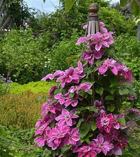 Клематис 'Май Дарлинг'. (Clematis 'My Darling') В КОНТЕЙНЕРЕ - ЦВЕТСАД ...
