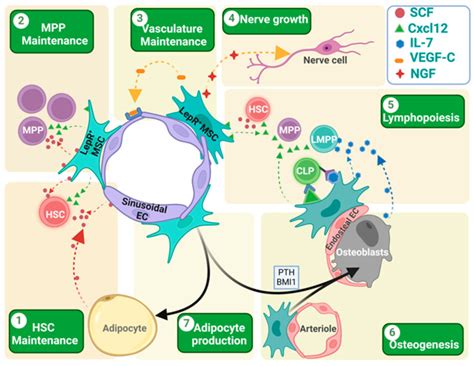 From Marrow To Bone And Fat Exploring The Multifaceted Roles Of Leptin