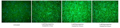 Cleaved Caspase 3 P17 P19 Antibody 68773 1 Ig Proteintech
