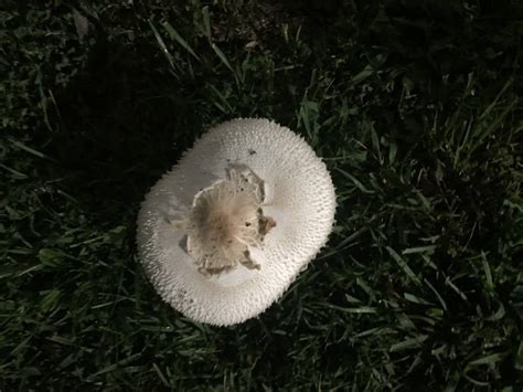 Are Lawn Mushrooms Poisonous Complete Guide Star Mushroom Farms