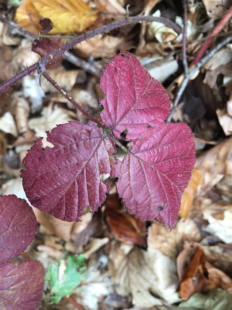 Leaf Nature Red Free Photo On Pixabay Pixabay