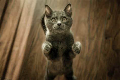 Warum Ist Meine Katze Plötzlich So Schreckhaft