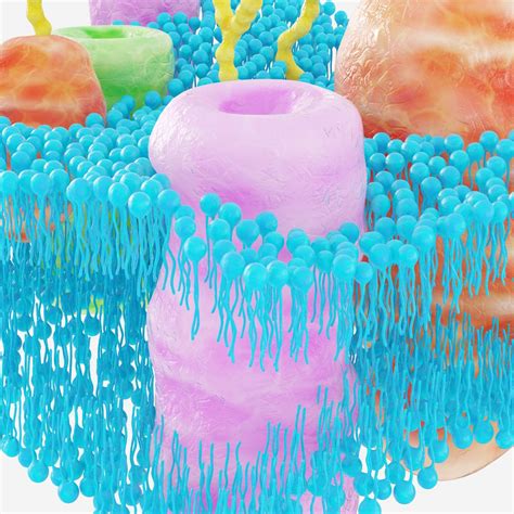 Cell Membrane 3d Model 19 Max Free3d
