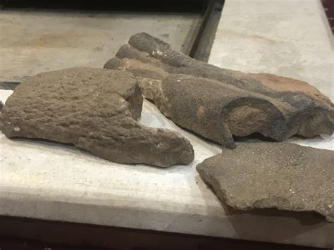 Fossil In Desert Fossil Hunting Trips The Fossil Forum
