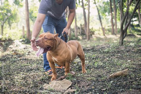 Dangerous Pitbull Dog