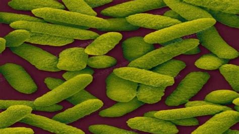 Scientists Discover Cronobacter In Rte Foods Of Plant Origin Food