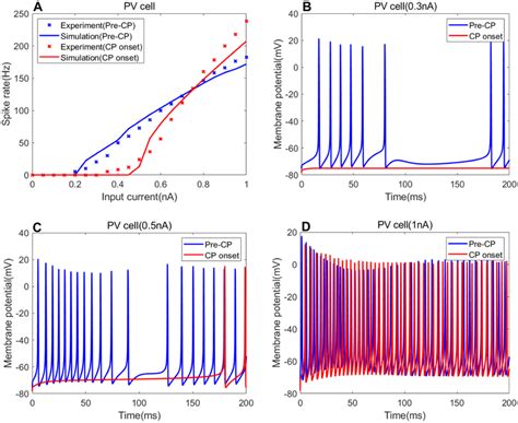 Intrinsic Firing Properties Of Pv Interneuron Before And After Cp Download Scientific Diagram