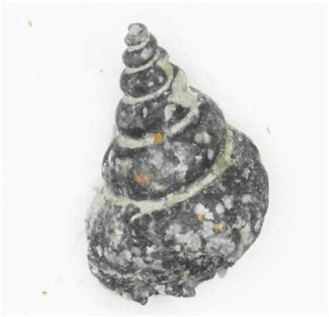 Gastropod Unknown  Member Collections The Fossil Forum