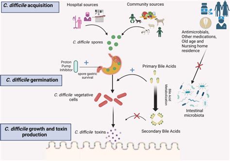 Screening For Asymptomatic Clostridioides Difficile Carriage Among