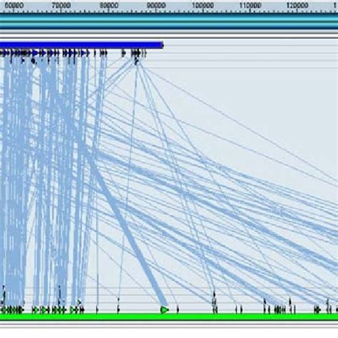 Dna Sequence Comparison Between Msy Bacs 54h01 And 42b05 The Bac 54h01