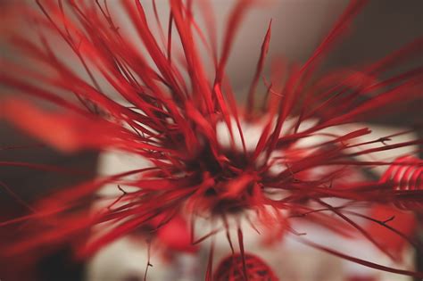 Merah Garis Latar Belakang Foto Gratis Di Pixabay Pixabay