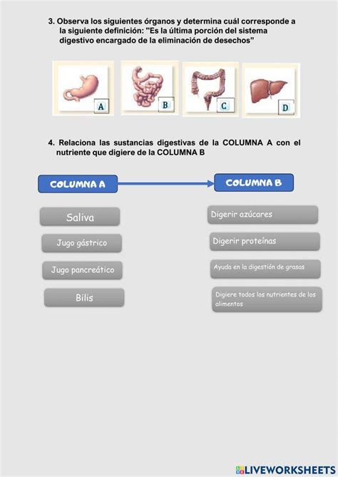Aparato Digestivo Online Exercise For Sexto Grado Live Worksheets