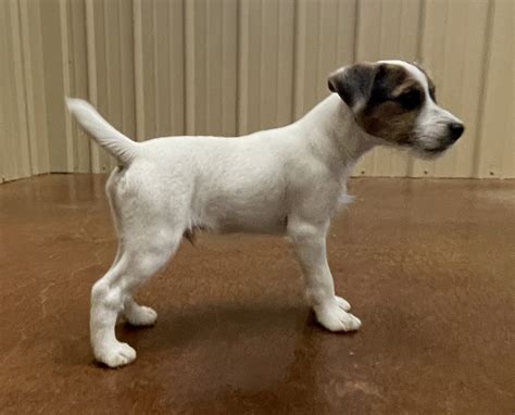 Sold Fiona Male Tri Broken Male Jack Russell Terrier Puppy For Sale Duke S Legacy Jack