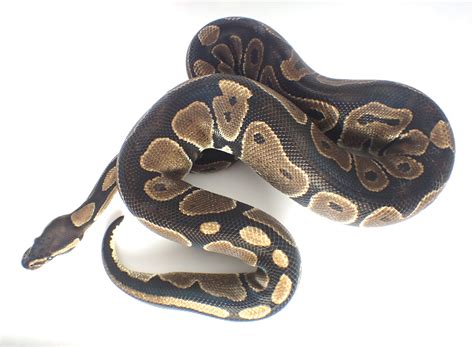 Adult Double Het Vpi Axanthic And Desert Ghost Ball Python By Southern