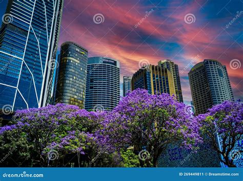 Jacaranda Trees Season In Australia Editorial Photo