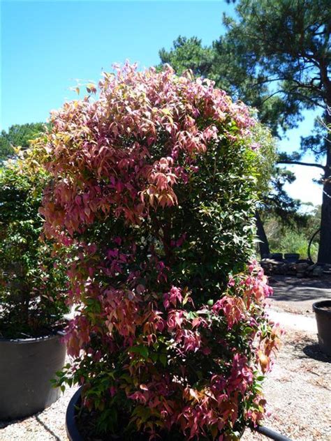 Lilly Pilly Fruit Plant Small Leaf Lilly Pilly Syzygium Luehmannii