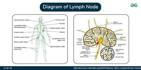 Understanding The Purpose Of Lymph Nodes A Deep Dive Healthytipp
