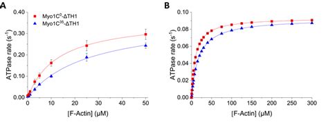 Isoform Specific Differences In Actin Activated Mg 2 ATPase Activity