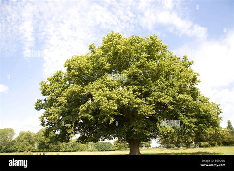 Сикомор (много фото) - treepics.ru