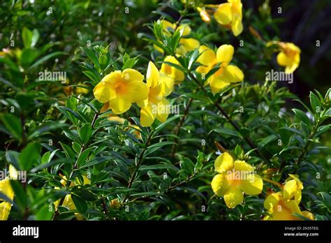 Golden Trumpet Common Trumpetvine Yellow Allamanda Goldtrompete