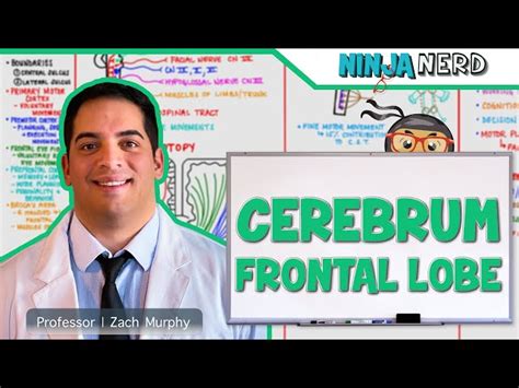 Free Video Neurology Cerebrum Frontal Lobe Anatomy Function From Ninja Nerd Class Central