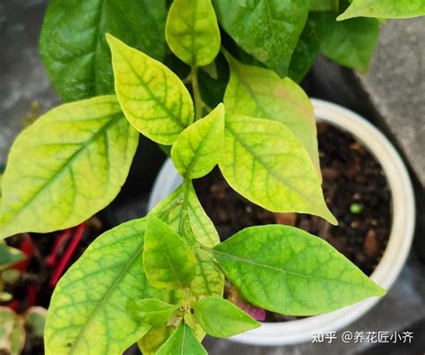 硫酸亚铁虽然好，但是新手不建议用，可以用它们代替，补铁又调酸 知乎