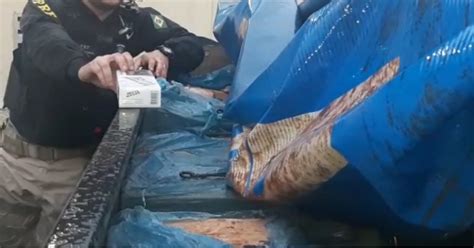 VÍdeo 155 Mil Maços De Cigarros Contrabandeados São Apreendidos Pela