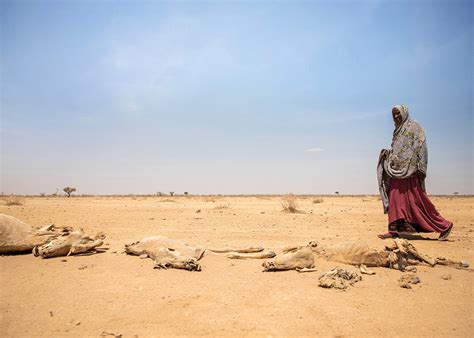 Assessing The Effectiveness Of Multilateral Funds In Coping With Drought