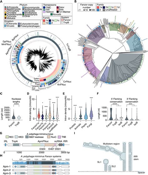 Programmable RNA Guided DNA Endonucleases Are Widespread In Eukaryotes And Their Viruses