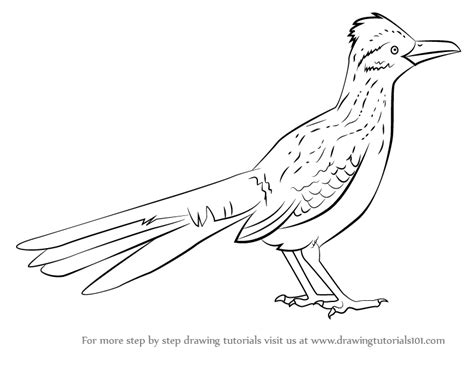 How To Draw A Greater Roadrunner Step By Step Tutorial Realistic