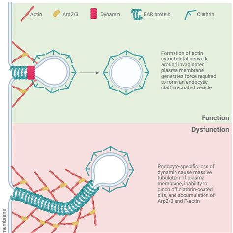 Regulation Of Slit Diaphragm Proteins Through Podocyte Endocytosis