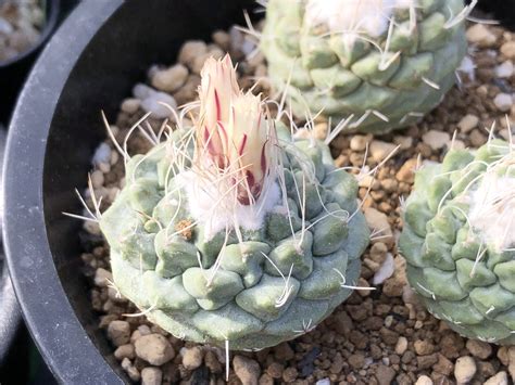 菊水咲く cactuspower サボテン日記