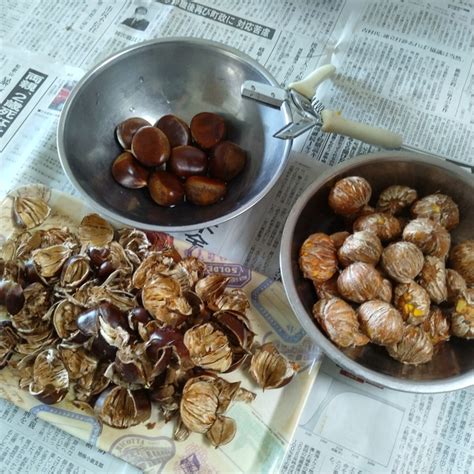 栗の皮むき Toshi27のブログ