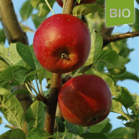 Bio Apfel Der Sorte Santana Der Allergiker Apfel 1 69