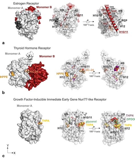 Outside The Box Alternative Binding Sites In The Ligand Binding Domain