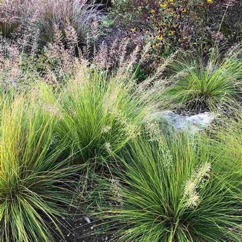 Native Ornamental Grasses For The Garden And Landscape Garden