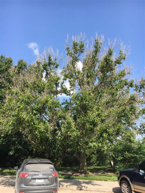 Tree Stress Dyck Arboretum