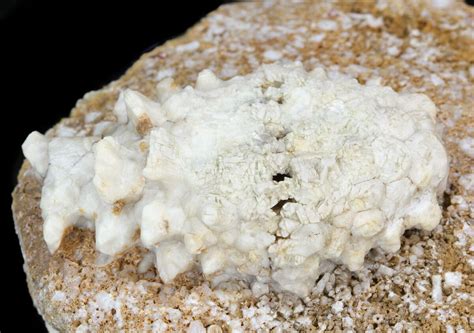 2 Cactocrinus Crinoid Calyx Missouri 44134 For Sale